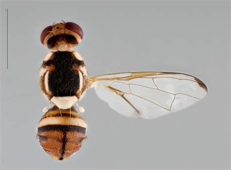 Bactrocera Correcta Fruit Fly Id Australia