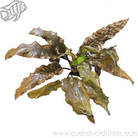 Cryptocoryne Wendtii Mi Oya Ring Québec Cichlidés