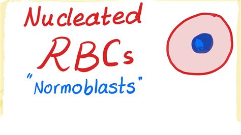 Nucleated Rbcs Normoblasts Youtube