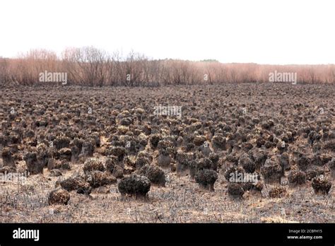 Burnt Grass After A Fire In The Forest Grass Burned To Ashes With