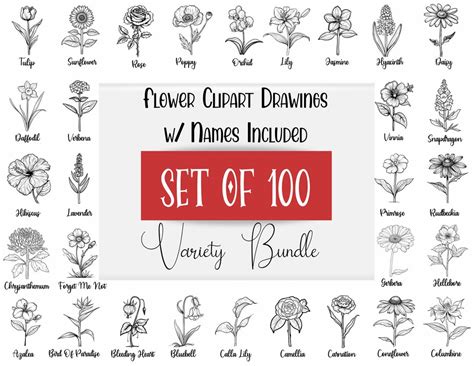 Single Flower Designs With Names Clip Art Set Of 100 Flower Sketch