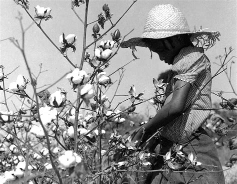 Cotton Farming In The 1940s Agriculture Industry In White Springs