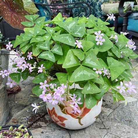 7 Beautiful Flowering Oxalis Varieties ~
