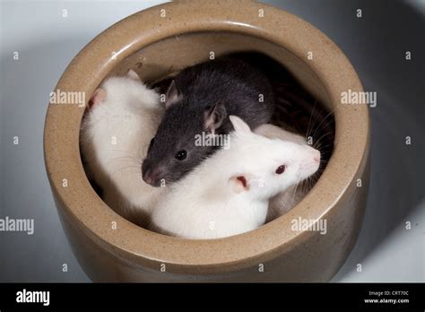 Tame Young Rats Rattus Norvegicus Albino Or White Siblings With