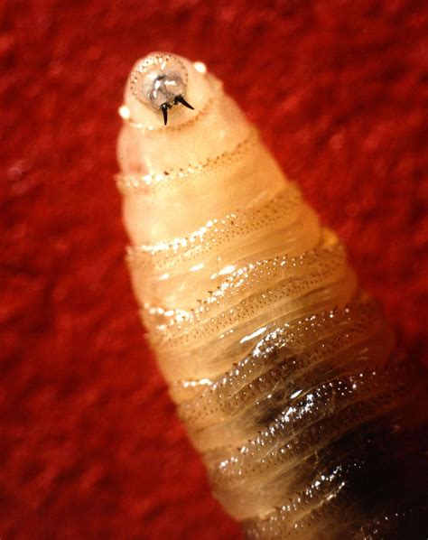 What Are Screwworms Britannica