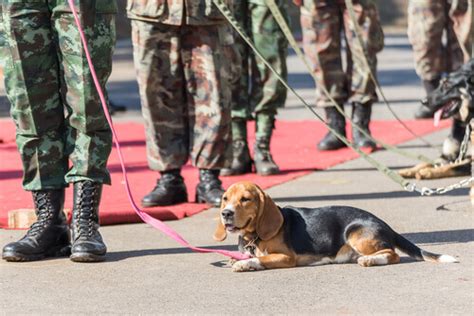 Cães De Resgate Fundamentais No Salvamento