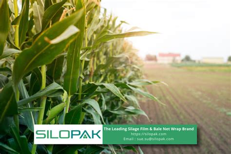 Pay Attention To The Corn Silage Ph Level Silopak Silage Film And