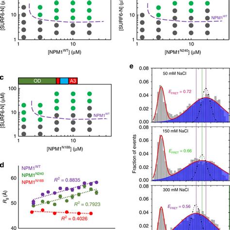 Intra Idr Interactions Drive Structural Compaction Within Npm1 And