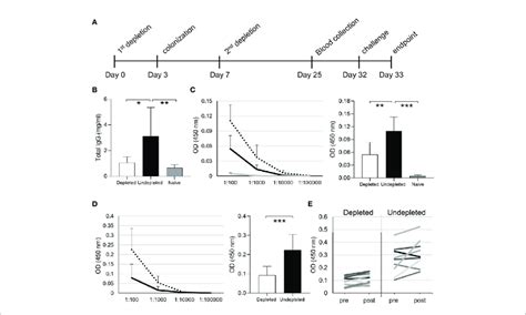 Antibody Response In Depletedcolonized Mice A The Full Timeline