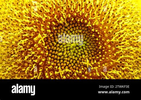 Sunflower Leaf Structure Stock Videos And Footage Hd And 4k Video Clips