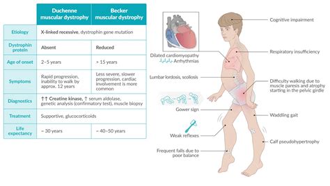 Distal Muscular Dystrophy