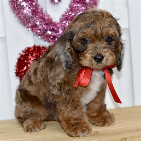 Cockapoo Ridgetop Kennels