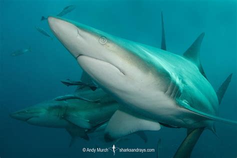 Atlantic Blacktip Shark