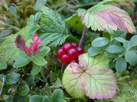 Nagoonberry Rubus Arcticus