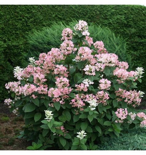 Hortensja Bukietowa Little Quick Fire Hydrangea Paniculata Albamar