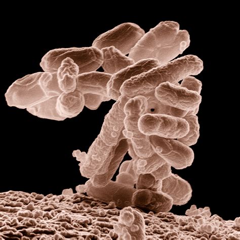 Analyzing Microbial Diversity Spectral Evolution