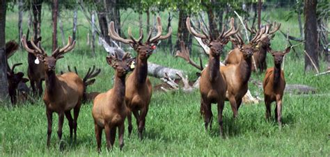 Wapiti Labs Wapitilabsinc • Facebook Connect With Friends