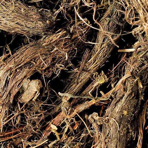 Spikenard Green Essential Oil Nepal Eospkn