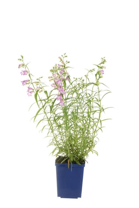 Isolated Beardtongue Plant In Flowerpot Stock Image Image Of House