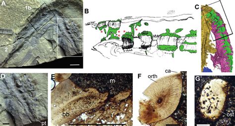Doliodus Latispinosus Articulated Specimen Nbmg 10127 Dentition A