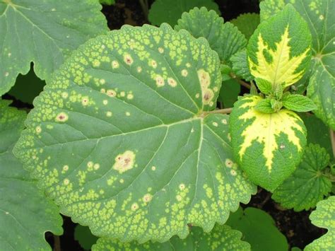 Disease Diagnosis Through Leaf Symptoms Reading Plant Leaves To
