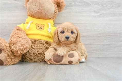 Playful Cavapoo Loretta 3lb 4oz Doodle Puppy