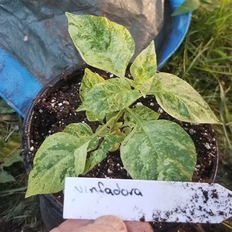 Fracas Farm Ninfadora Variegated Chineses From Agus Bangkat Widagdo