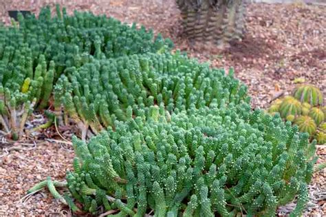 Euphorbia Caput Medusae Medusas Head All You Need To Know