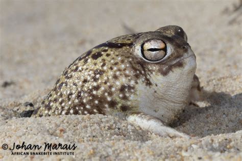 Desert Rain Frog Breviceps Macrops Johan Marais