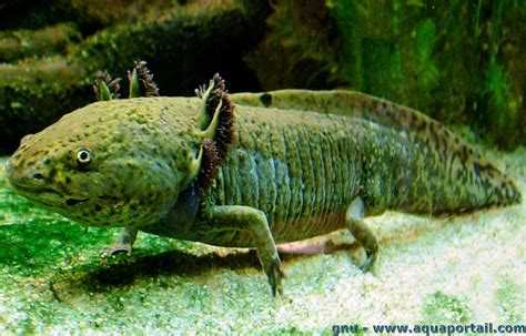 Ambystoma Mexicanum Ajolote