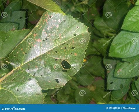 Diseases Of The Apple Tree Apple Ovary Dead On The Branch Anthracnose
