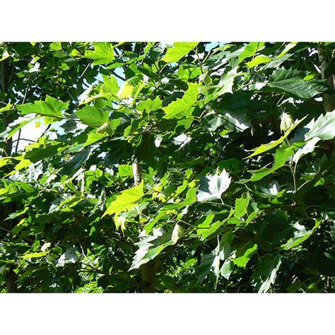 Platanus X Hispanica Majestic Trees