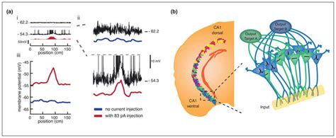 Heterogeneity In Biophysical Properties Genetic Expression Profiles