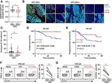 Ebv Upregulated B7 H3 Inhibits Nk Cellmediated Antitumor Function And