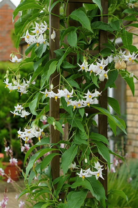 15 Gorgeous White Flowering Vines That Transform Plain Fences And