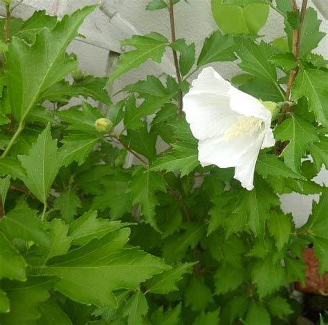 Säulen Hibiskus White Pillar® Hibiscus Syriacus White Pillar