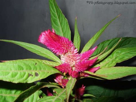 Cockscomb Flowers Nature Cultural And Travel Photography Blog