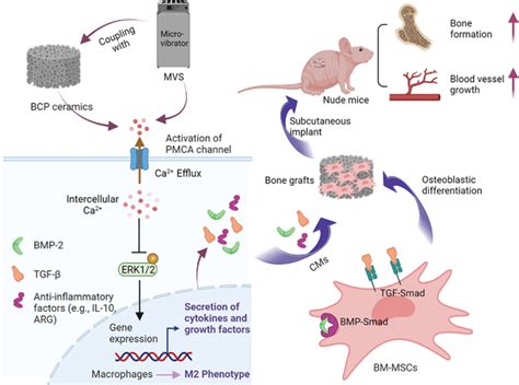 Coupling Of Bcp Ceramics With Mvs Field Induces Macrophage Polarization