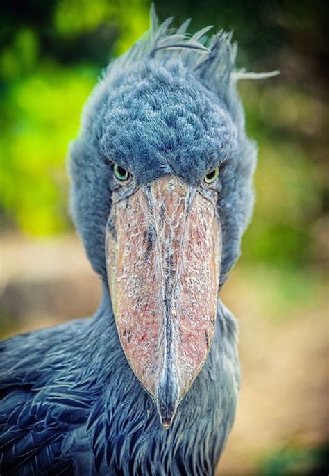 17 Best Images About Shoebill Stork On Pinterest Shoebill Africans