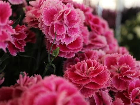 What You Need To Know About Dianthus Stodels