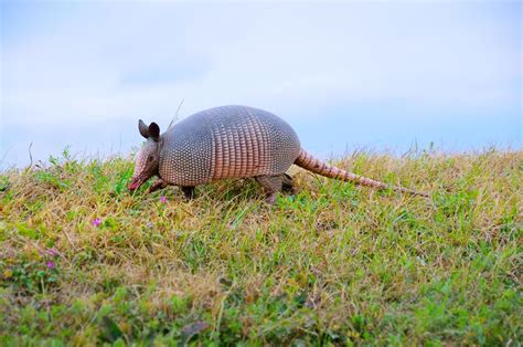Qué Es Un Armadillo