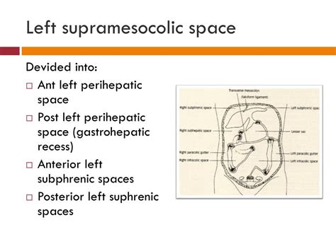 Ppt Fascia Of The Abdomen Powerpoint Presentation Free Download Id