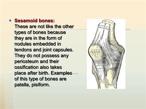 Introductory Lecture Osteology General Data The Human Skeleton Its