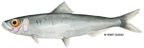 Wwf Sassi List Wwf Sassi