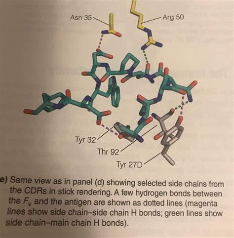 Solved When A Peptide Or Antigen Is Bound To An Antibody