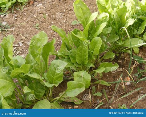 Organisk Och Naturlig Sockerbeta Arkivfoto Bild Av Brocaded Gina