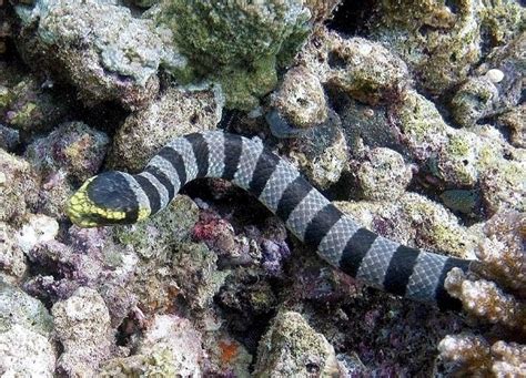 Black Banded Sea Krait Facts And Pictures