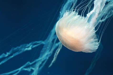 Staurozoa Bilder Durchsuchen 124 Archivfotos Vektorgrafiken Und