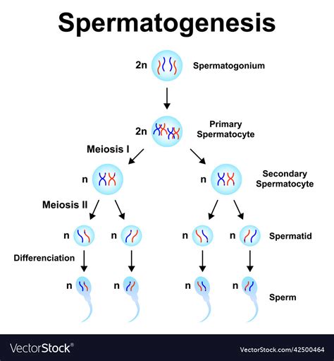 Spermatogenesis
