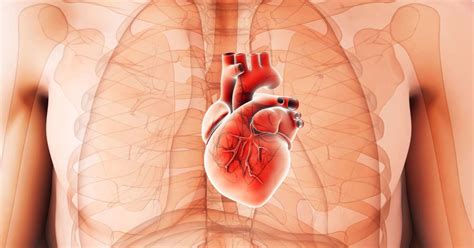 Cardiomegaly Diagnosis Treatment And Prevention